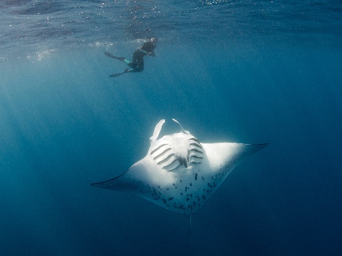Manta Identification – Kokomo Private Island Fiji