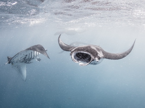 Manta Project Fiji – Kokomo Private Island Fiji